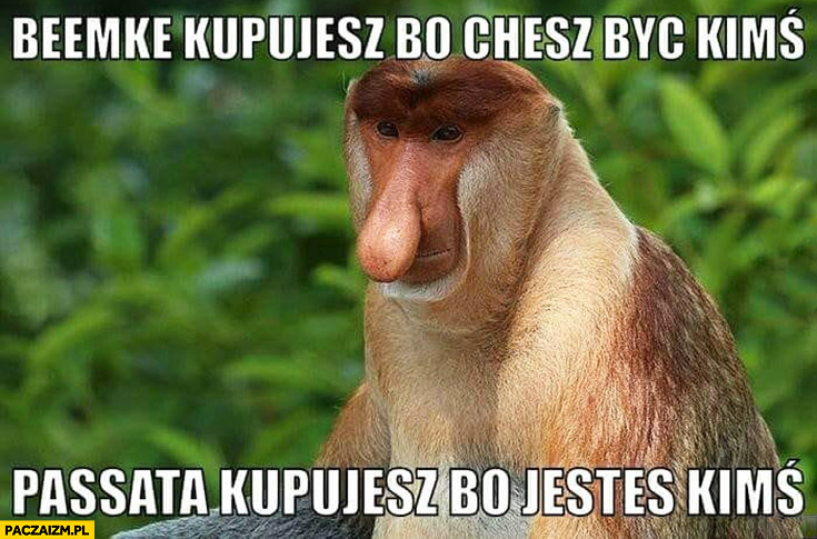 Nosacz Memy Paczaizm pl Memy Polityczne mieszne Obrazki Dowcipy